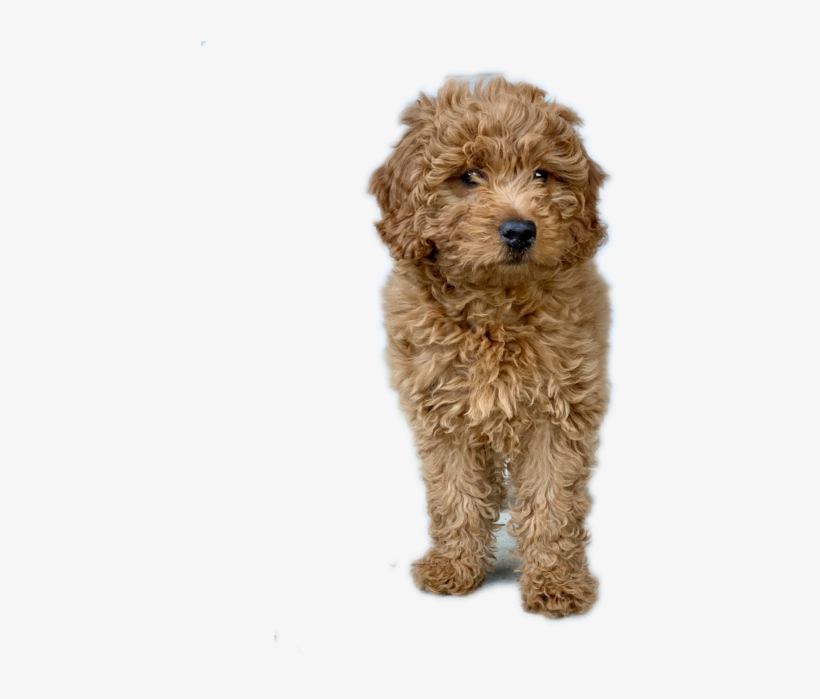 Ruby Doodle Dog Goldendoodle - Dog - Free Transparent PNG Download - PNGkey