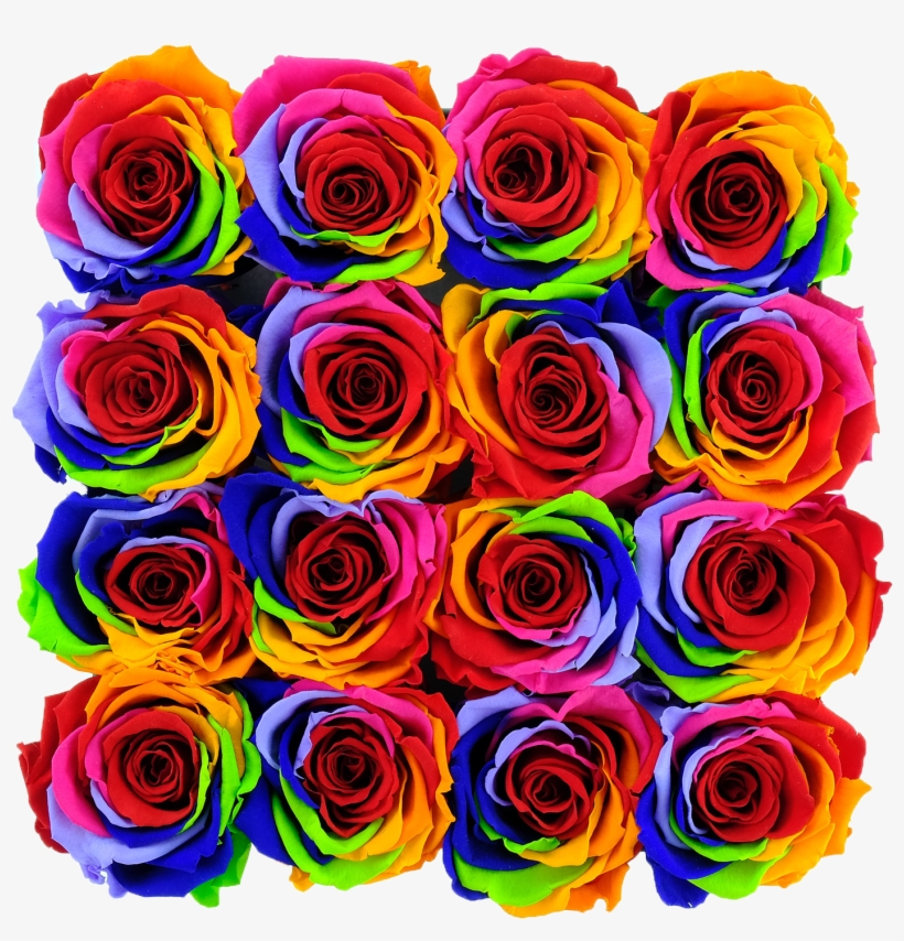 Rainbow Preserved Roses - Free Transparent PNG Download - PNGkey