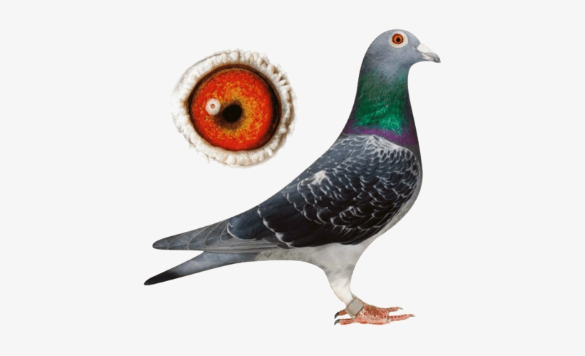 Types Of Pigeons Nicefarming Com - Racing Pigeon Png - Free Transparent ...