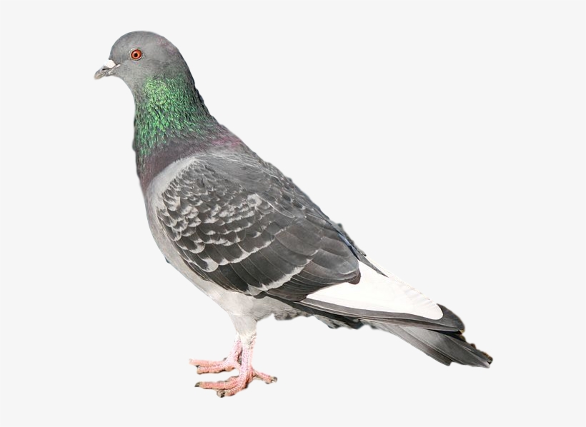 Pigeon - Duif - Free Transparent PNG Download - PNGkey