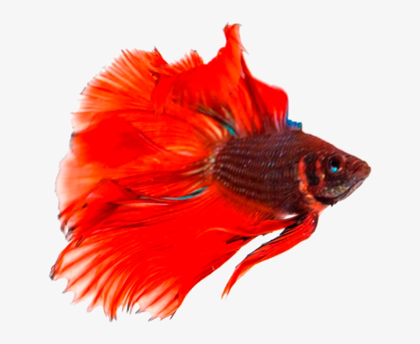 Jpg Library Stock Transparent Background Png Mart - Fish With No ...