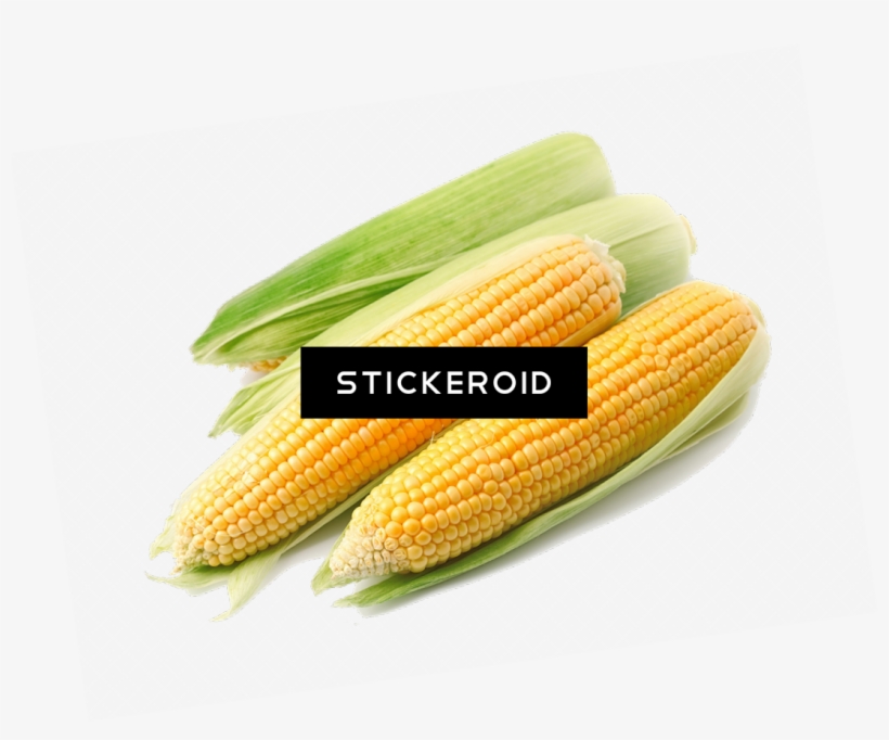 Corn - Corn Kernels - Free Transparent PNG Download - PNGkey
