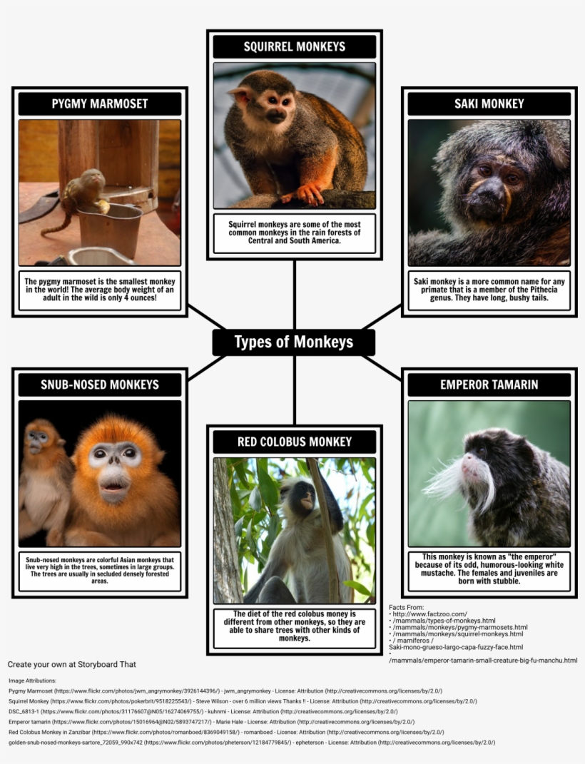 Spider Map - Monkeys - Emperor Tamarin Maps - Free Transparent PNG ...
