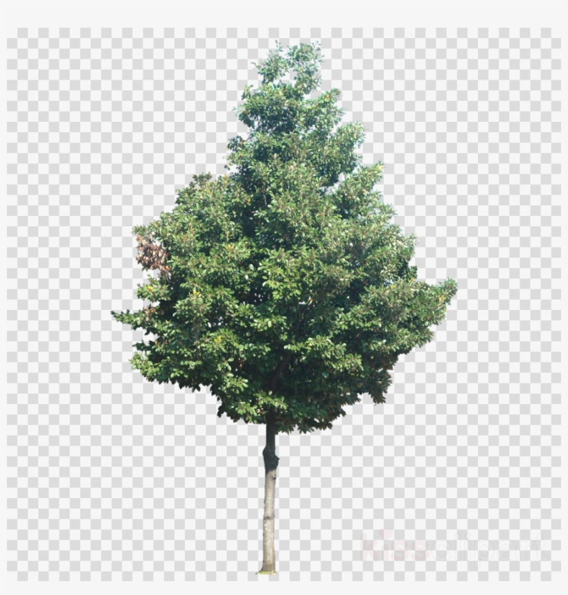 Tree Jpg No Background - Free Transparent PNG Download - PNGkey
