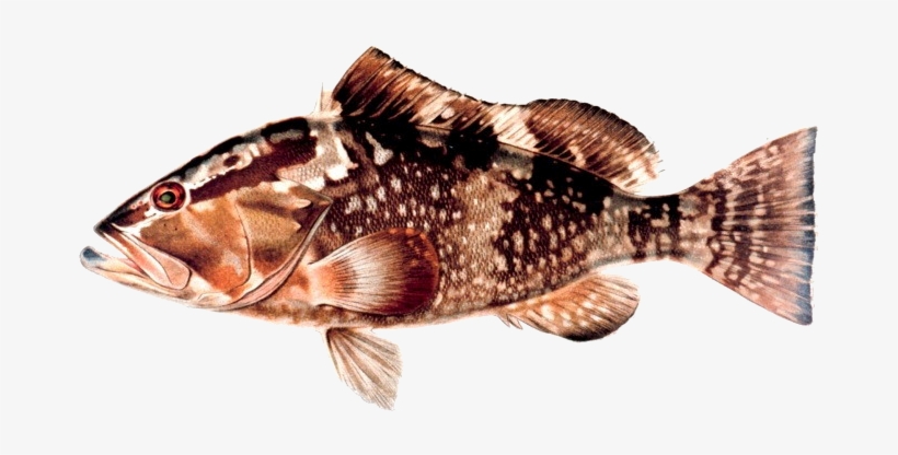 Red Grouper - Grouper - Free Transparent PNG Download - PNGkey