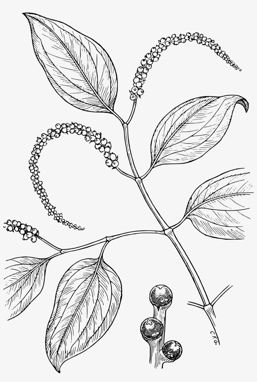 Open - Black Pepper Plant Drawing - Free Transparent PNG Download - PNGkey