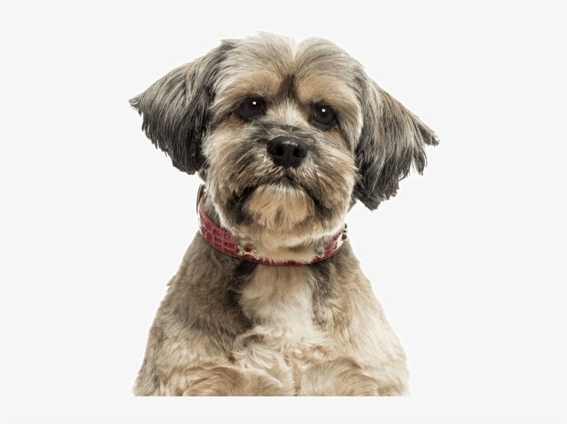 Lhasa Apso - Stock Photography - Free Transparent PNG Download - PNGkey