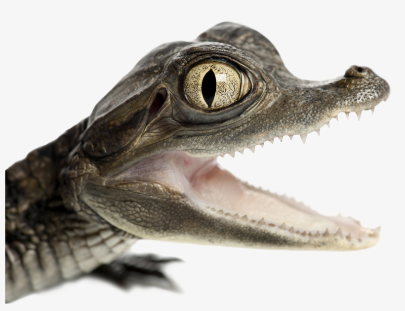 Who Are We - Free Transparent PNG Download - PNGkey