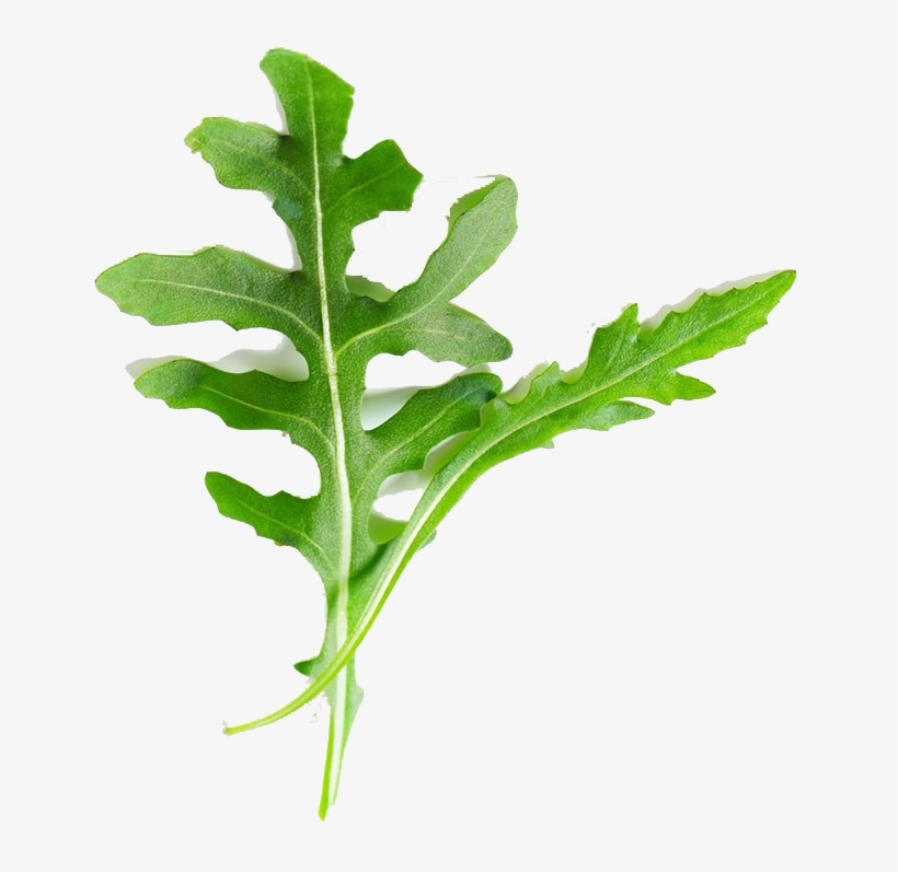 Arugula Png - Free Transparent PNG Download - PNGkey