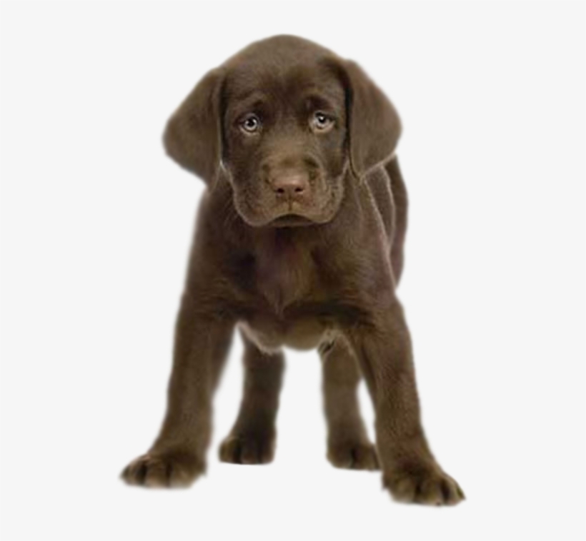 Puppy Transparent Png - Chocolate Lab - Free Transparent PNG Download ...