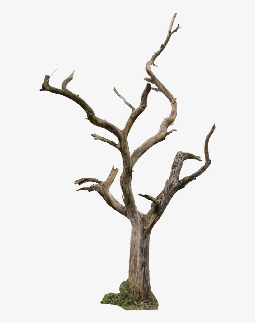 Dead Tree 04 By Gd08 - Dead Tree Png - Free Transparent PNG Download ...