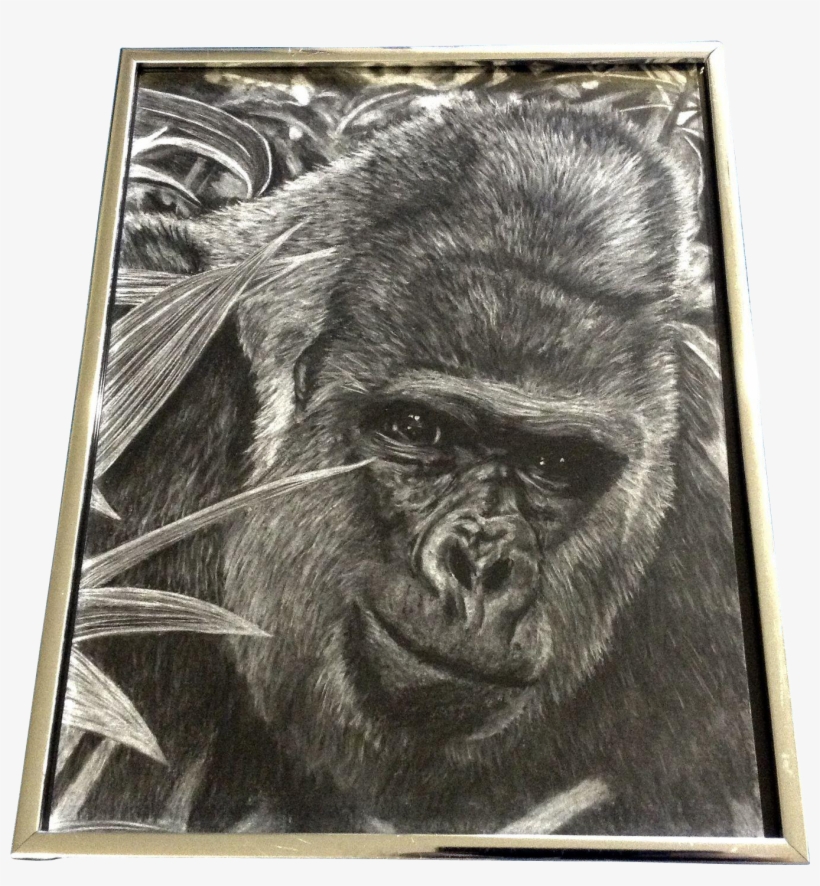 Gorilla Ape Realist Pencil Animal Drawing Works On - Drawing - Free ...
