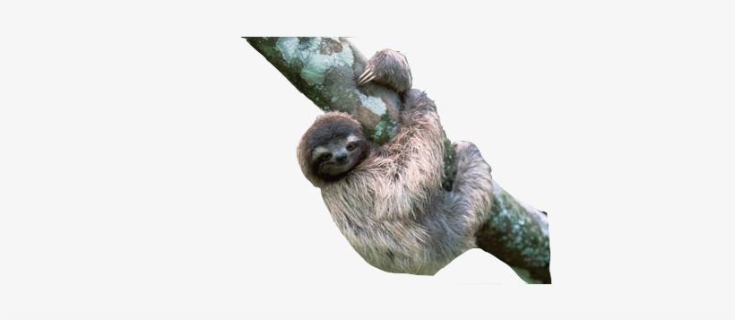 Sloth Png Transparent Images - Sloth Transparent - Free Transparent PNG ...