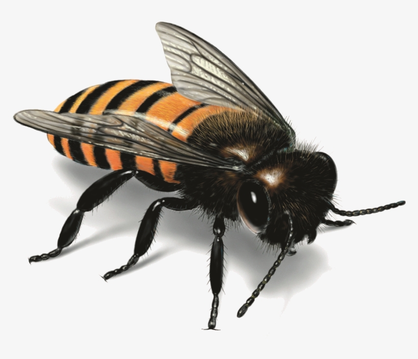 Real Western Honey Bees - Free Transparent PNG Download - PNGkey