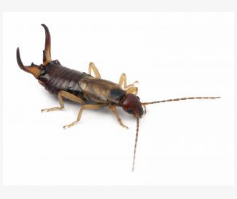 European Earwig - Free Transparent PNG Download - PNGkey