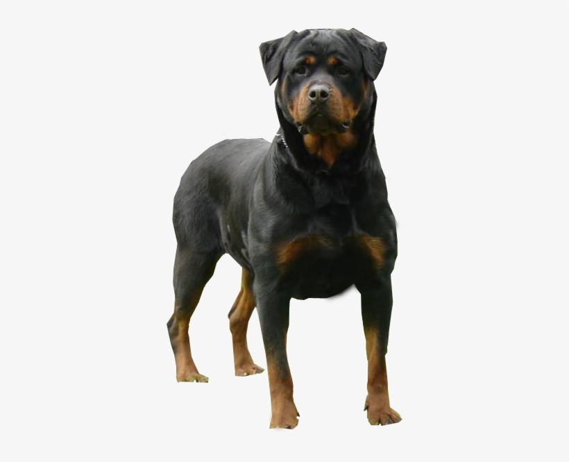 Rottweiler - Rottweiler Dog Png - Free Transparent PNG Download - PNGkey