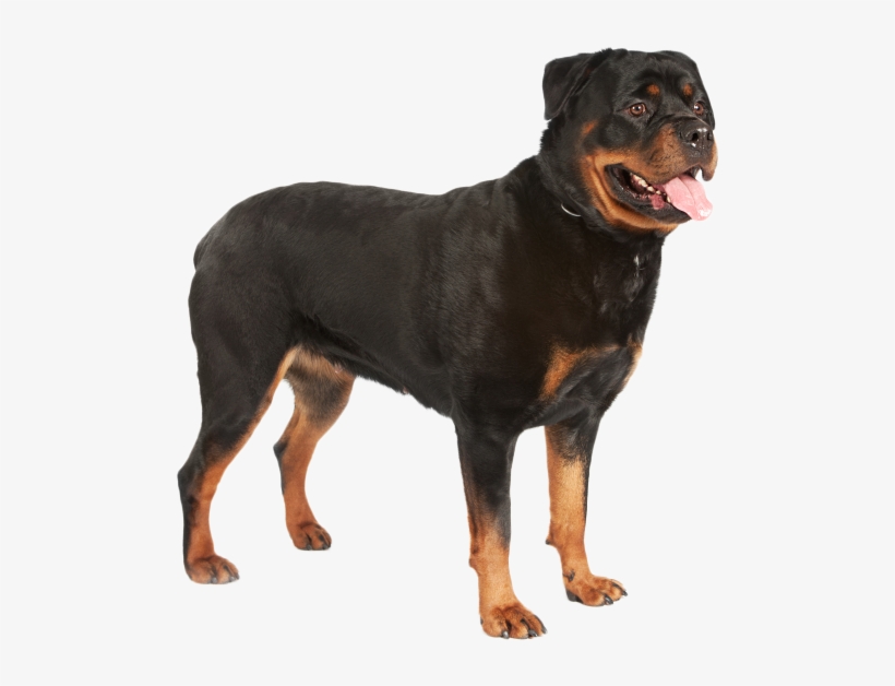 Guard Dog Png - Free Transparent PNG Download - PNGkey