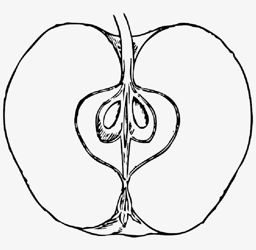 Apple Logo Outline - Inside Of An Apple Drawing - Free Transparent PNG ...
