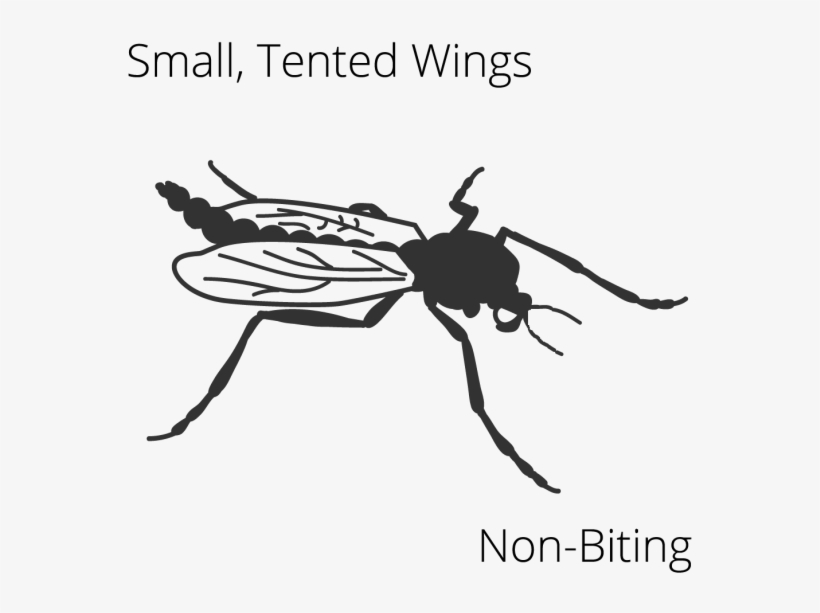 Midge Dry/adult - Free Transparent PNG Download - PNGkey