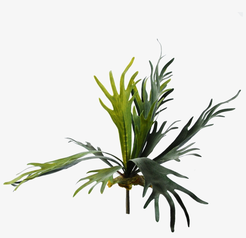 Fern.png - Free Transparent PNG Download - PNGkey