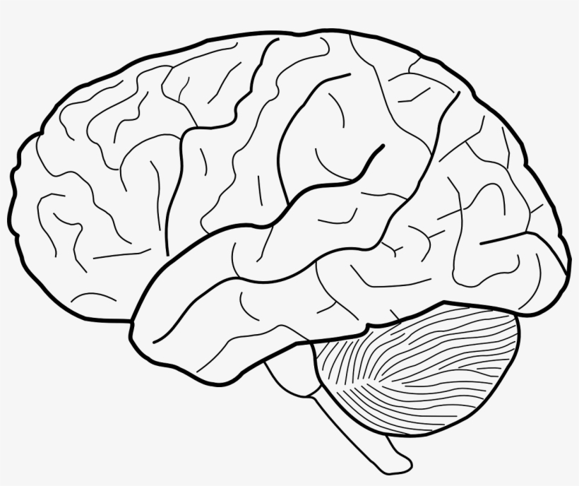 Brains Clipart Clear Background - Brain Outline - Free Transparent PNG ...