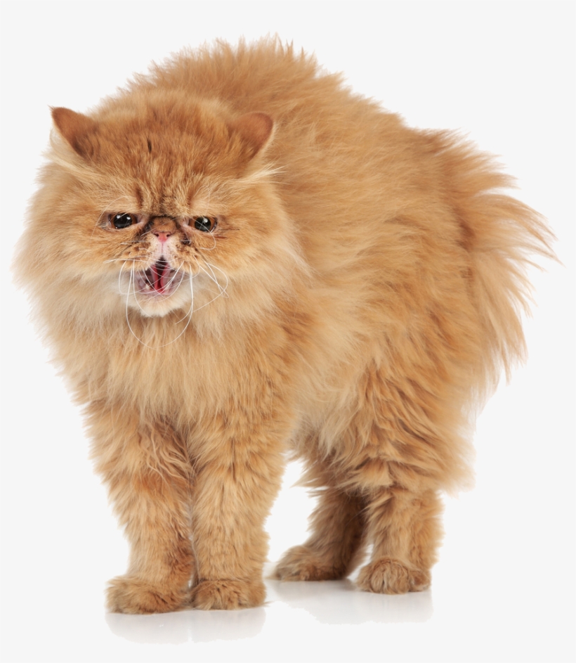 Angry Cat Transparent Images - Angry Cat Transparent Background - Free ...