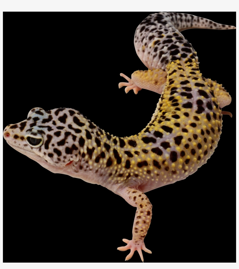 Transparent Lizards Jpg Transparent Lizards - Free Transparent PNG ...