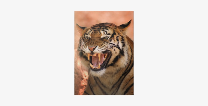 Angry Face Tiger Poster Pixers We Live To Change - Tiger Angry Face ...