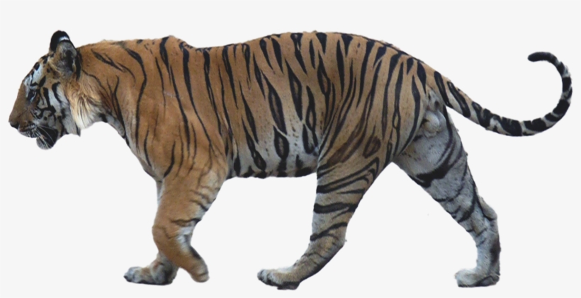 Walking Tiger Png Image Background - Tiger Side View Png - Free ...