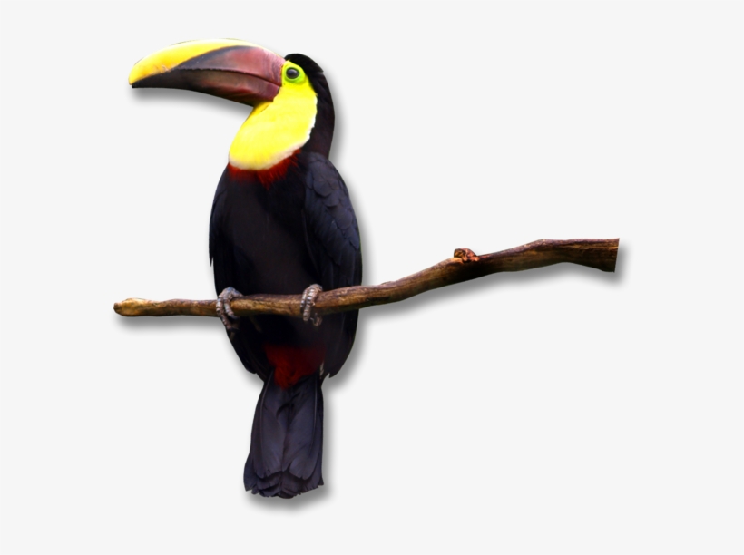 Portable Network Graphics - Free Transparent PNG Download - PNGkey