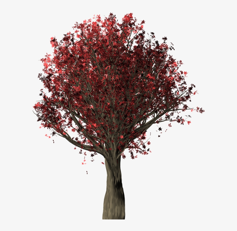 Tree, Oak, Oak Tree, Quercus, Fall Leaves, Fall Colors - Colorful Trees ...