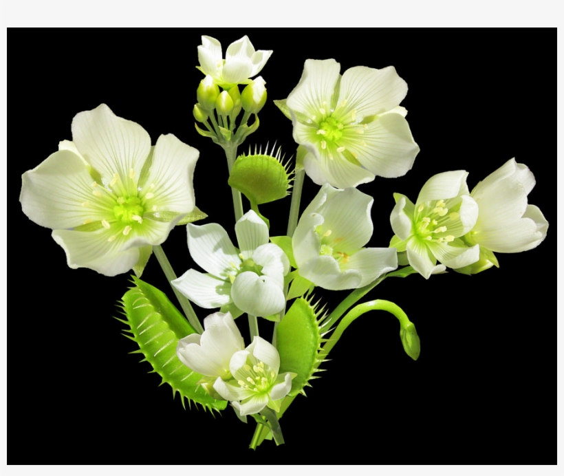 2 - Dendrobium - Free Transparent PNG Download - PNGkey