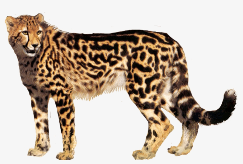Cheetah Png Icon - Cheetah Transparent Background - Free Transparent ...