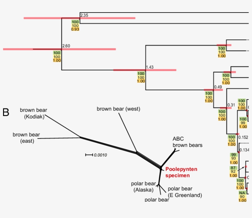 Phylogenetic And Chronographic Reconstruction Of Polar - Polar Bear ...