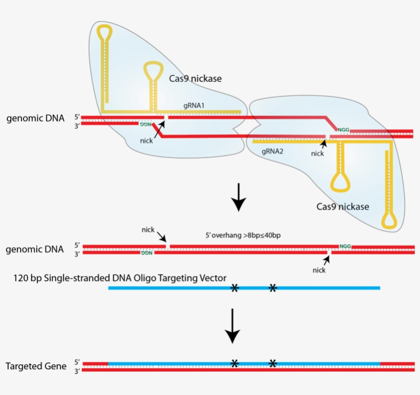 Crisprhdr - Off Target Mutation - Free Transparent PNG Download - PNGkey