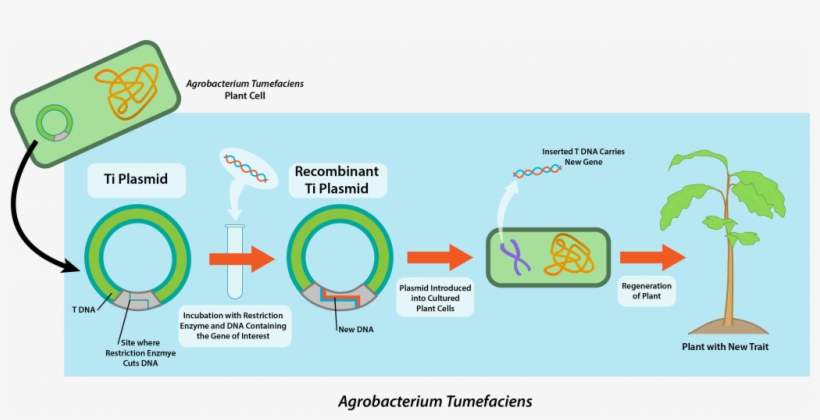 Genetic Engineering Microbiology Agrobacterium - Inserting Recombinant ...