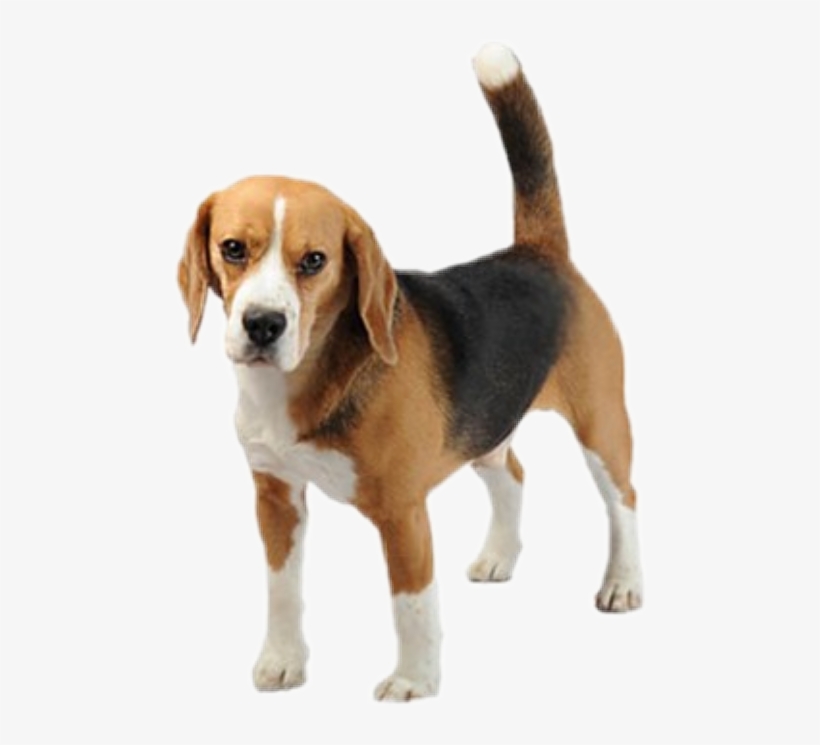 Transparent Background Beagle Png - Free Transparent PNG Download - PNGkey