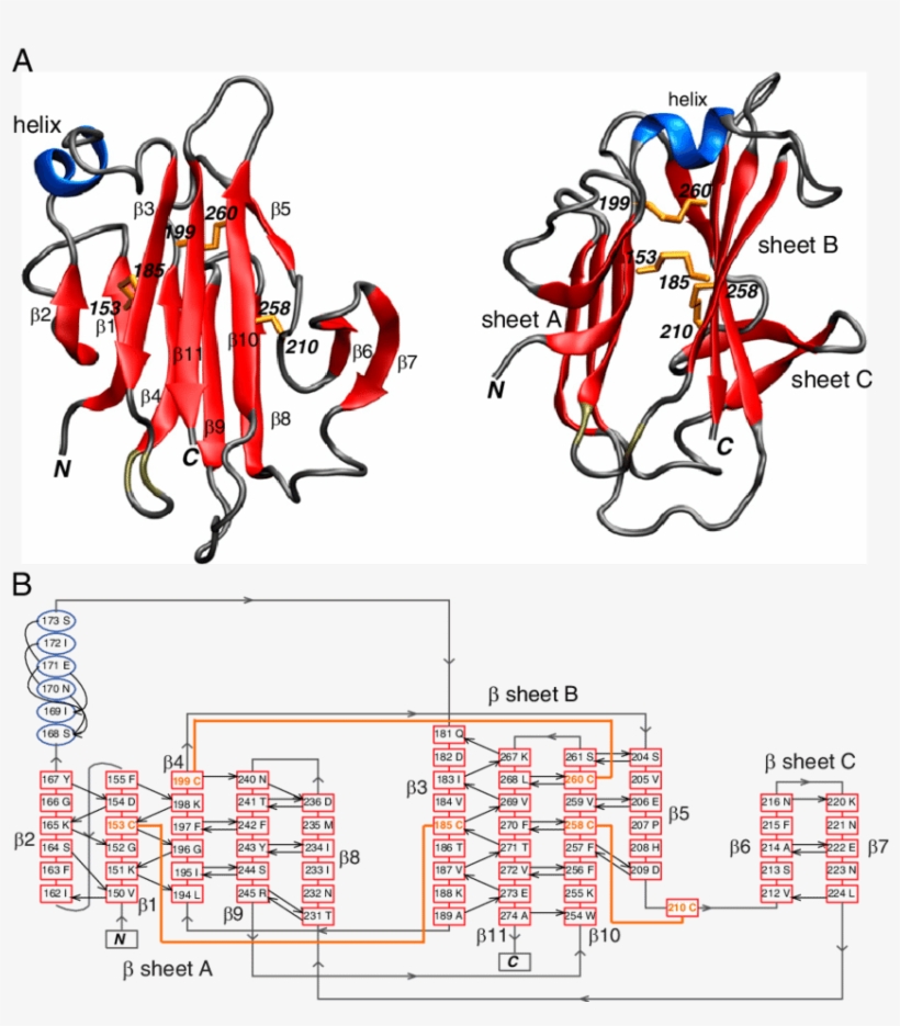Two Approximately Orthogonal Views Displaying A Ribbon - Protein ...