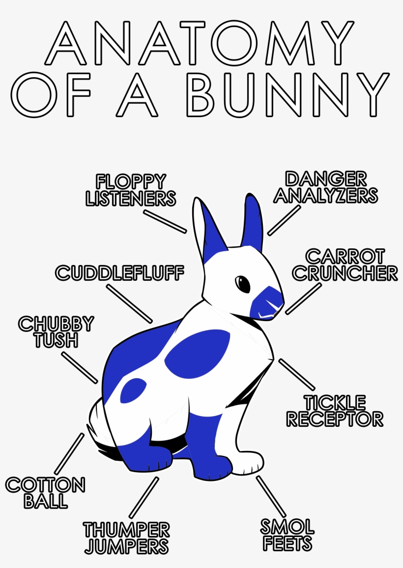 Anatomy Of A Bunny - Bunny Anatomy - Free Transparent PNG Download - PNGkey
