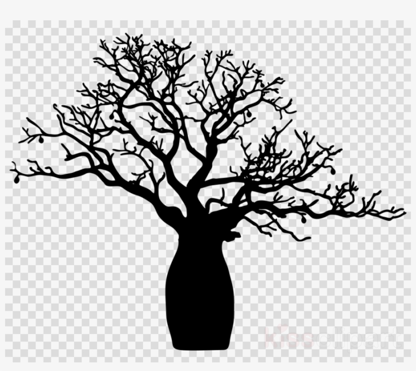 Baobab Tree Png Clipart Adansonia Gregorii Tree Clip - Boab Tree Clip ...
