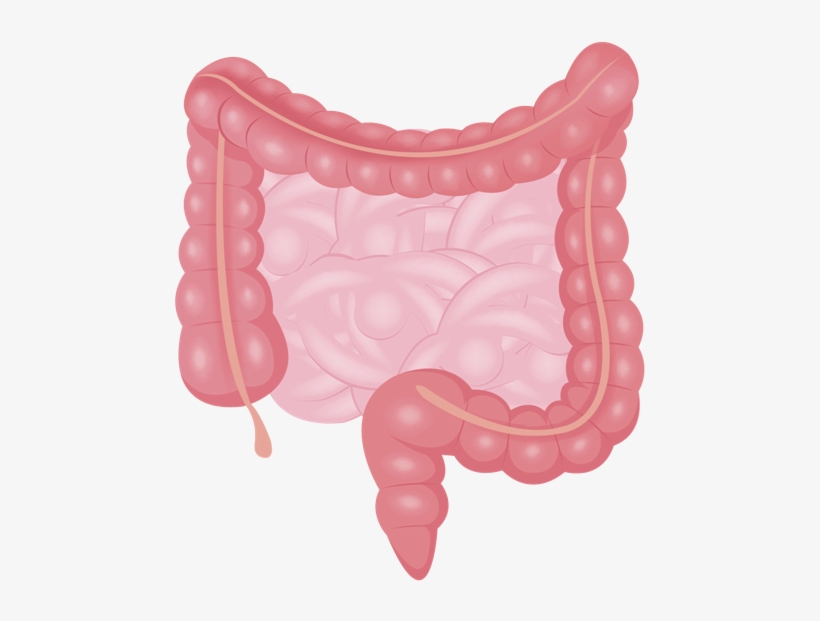 Intestine - Body Intestines - Free Transparent PNG Download - PNGkey