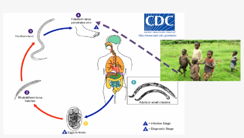 Life Cycle Of Intestinal Parasites - Life Cycle Of Filaria - Free ...