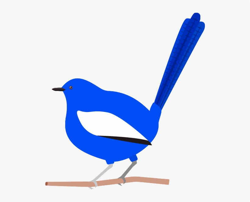 Splendid Fairywren - Free Transparent PNG Download - PNGkey