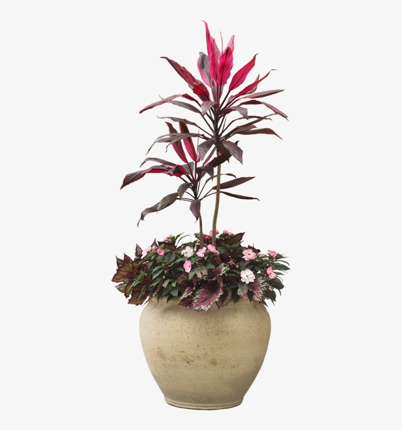 Indoor Plants Png - Plant Png - Free Transparent PNG Download - PNGkey