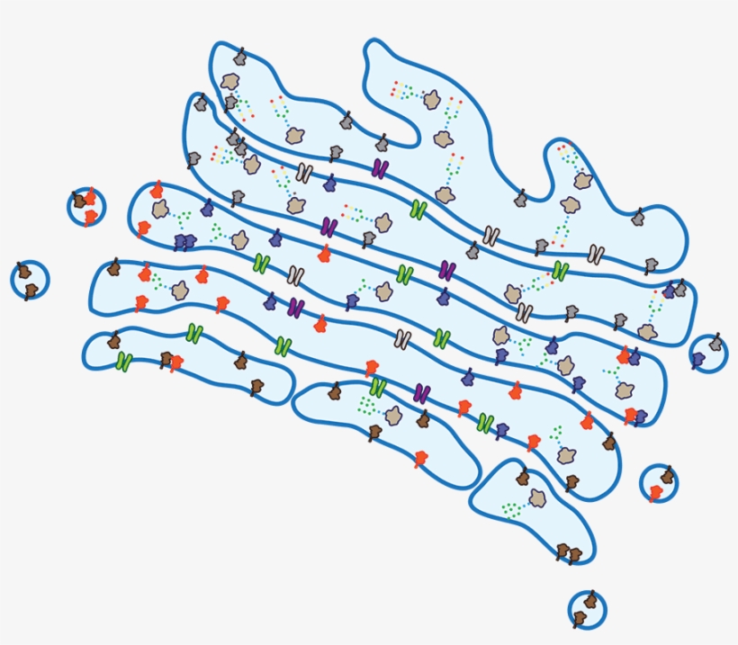 The Golgi Apparatus Has Long Been Studied As A Key - Glycosylation In ...
