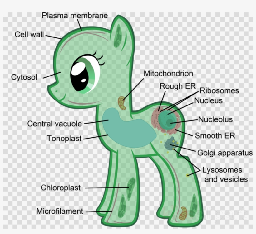 Eukaryotic Cells My Little Pony Clipart Plant Cell - Eukaryotic Plantae ...