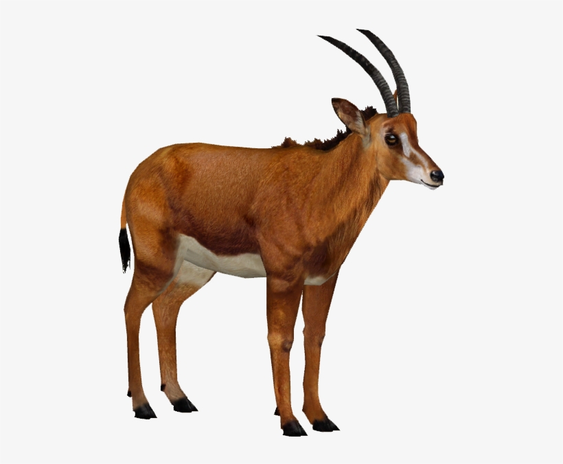 Giant Sable Antelope F - Wiki - Free Transparent PNG Download - PNGkey