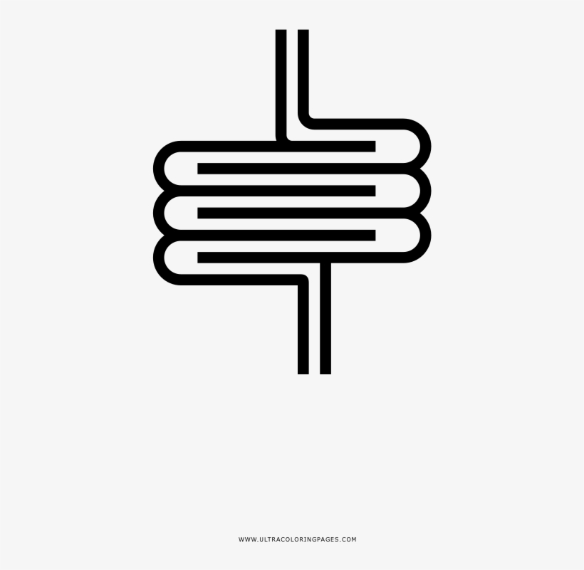 Intestine Coloring Page - Line Art - Free Transparent PNG Download - PNGkey