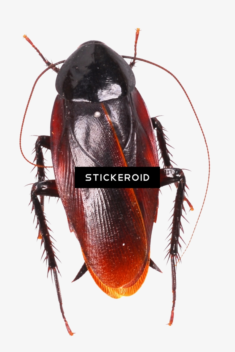 Roach - Cockroach Moving Animation - Free Transparent PNG Download - PNGkey