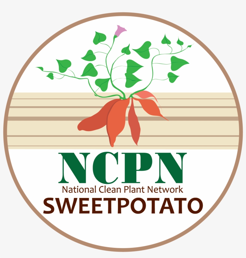 Ncpn-sweetpotato Png - Thumb - Free Transparent PNG Download - PNGkey